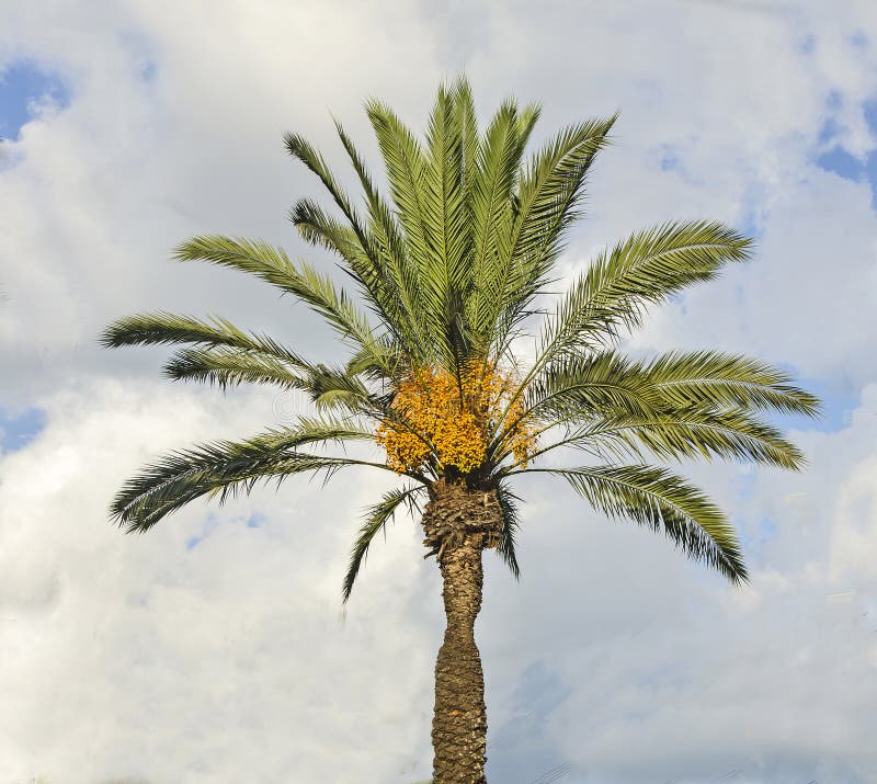 Palma datilera foto de archivo. Imagen de palma, flora - 83365254