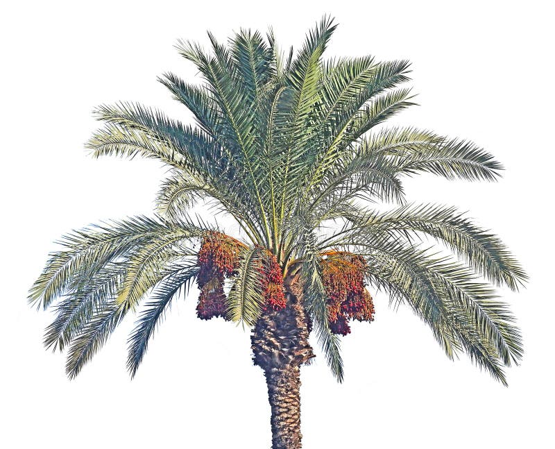 Palma datilera imagen de archivo. Imagen de blanco, aislado - 83365815