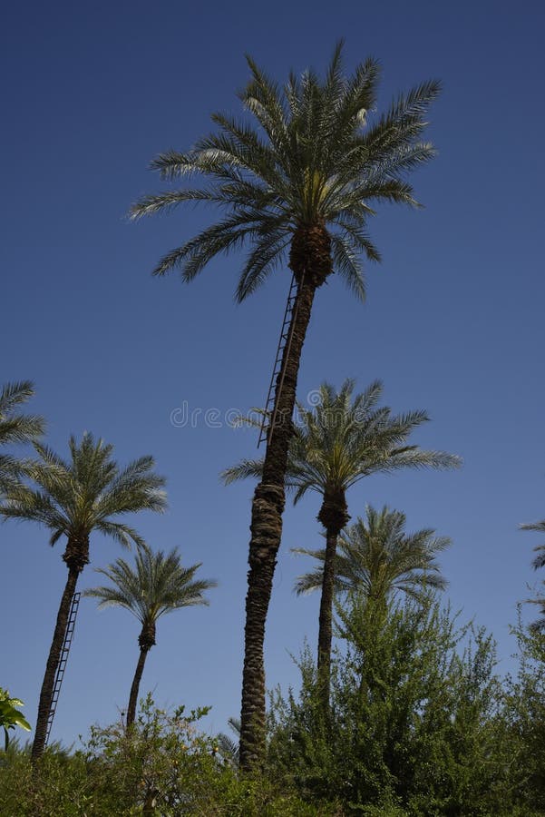 Palma datilera foto de archivo. Imagen de granja, azul - 90266370