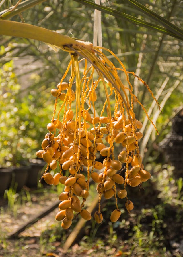 Palma datilera imagen de archivo. Imagen de cubo, desierto - 99819325