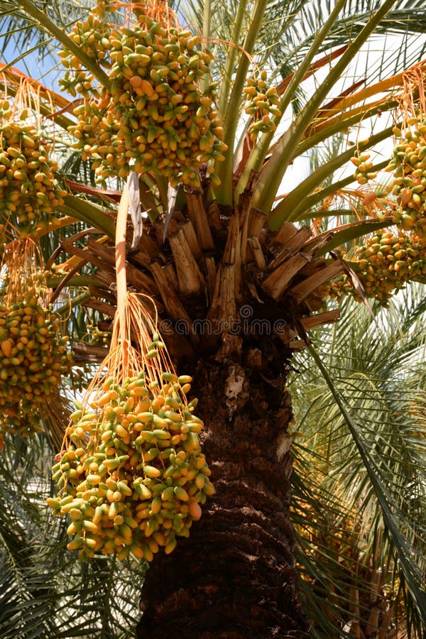 Palma Datilera Con Las Frutas Foto de archivo - Imagen de fecha, fruta ...