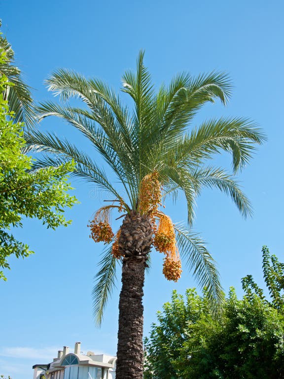 Palma Datilera Con Las Frutas Exóticas Foto de archivo - Imagen de ...