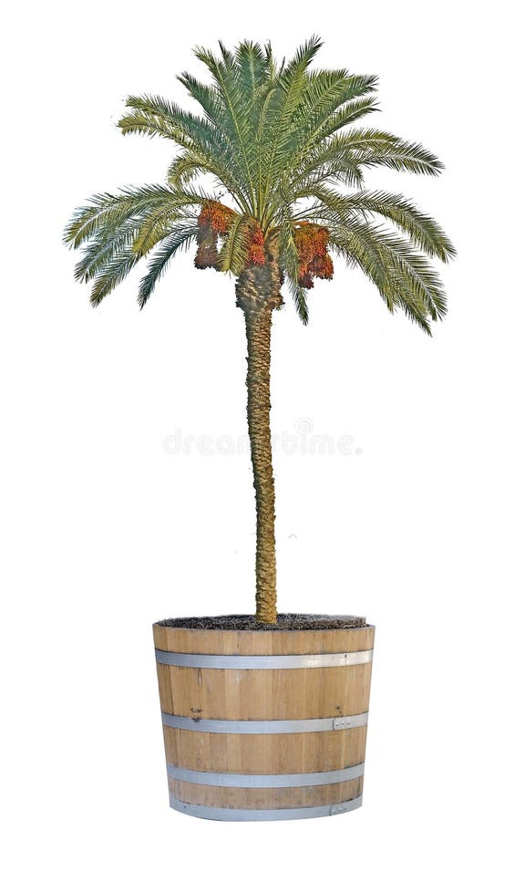 Palma datilera en pote foto de archivo. Imagen de palma - 83365776