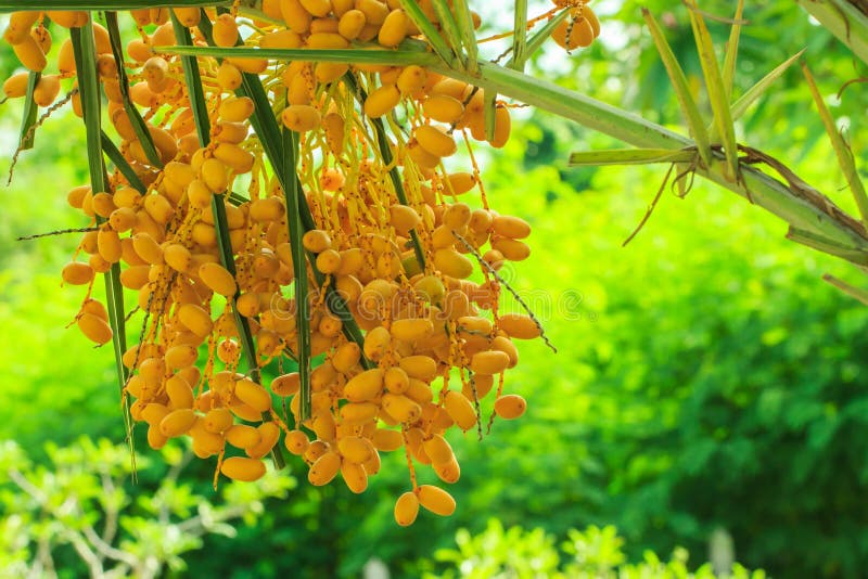 Palma Datilera, Palma, Flor, Planta Imagen de archivo - Imagen de ...
