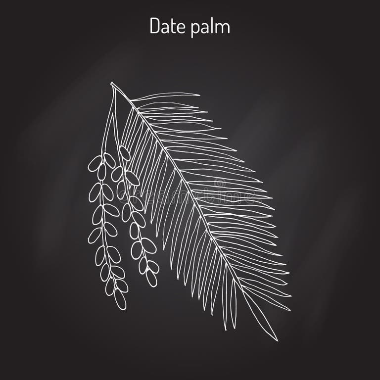 Palma Datilera Phoenix Dactylifera Ilustración del Vector - Ilustración ...