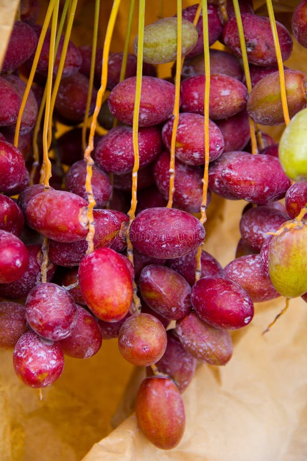 Palma Datilera Phoenix Dactylifera Con El Manojo De Frutas Imagen de ...