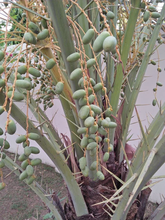 PALMA DATILERA, PHOENIX DECTYLIFERA Imagen de archivo - Imagen de ...