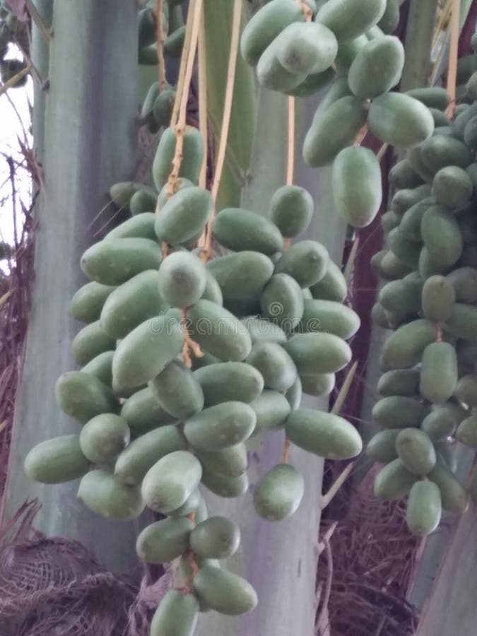 PALMA DATILERA, PHOENIX DECTYLIFERA Imagen de archivo - Imagen de ...
