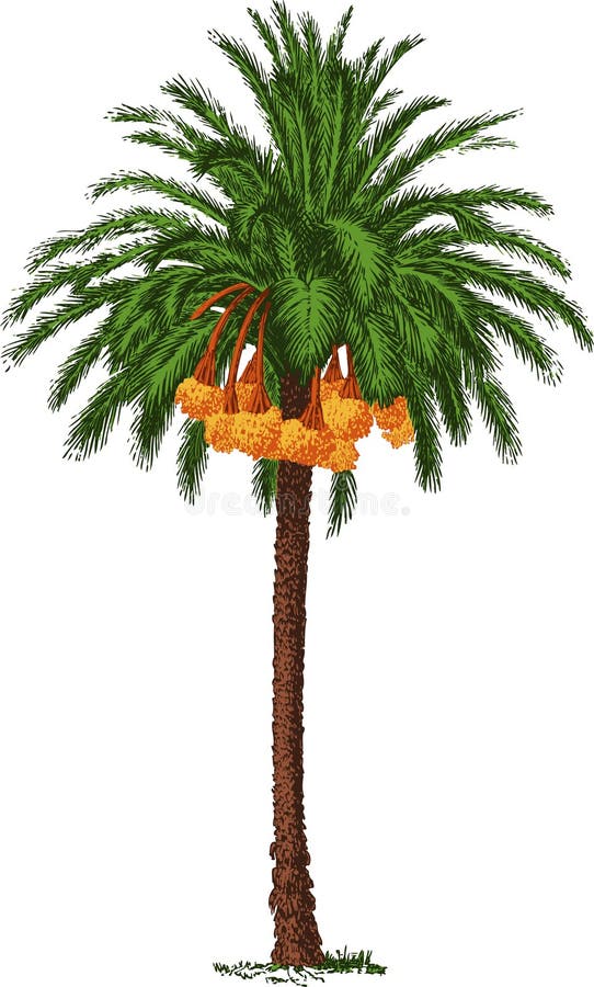 Palmera Datilera Tropical. Vector Ilustración del Vector - Ilustración ...