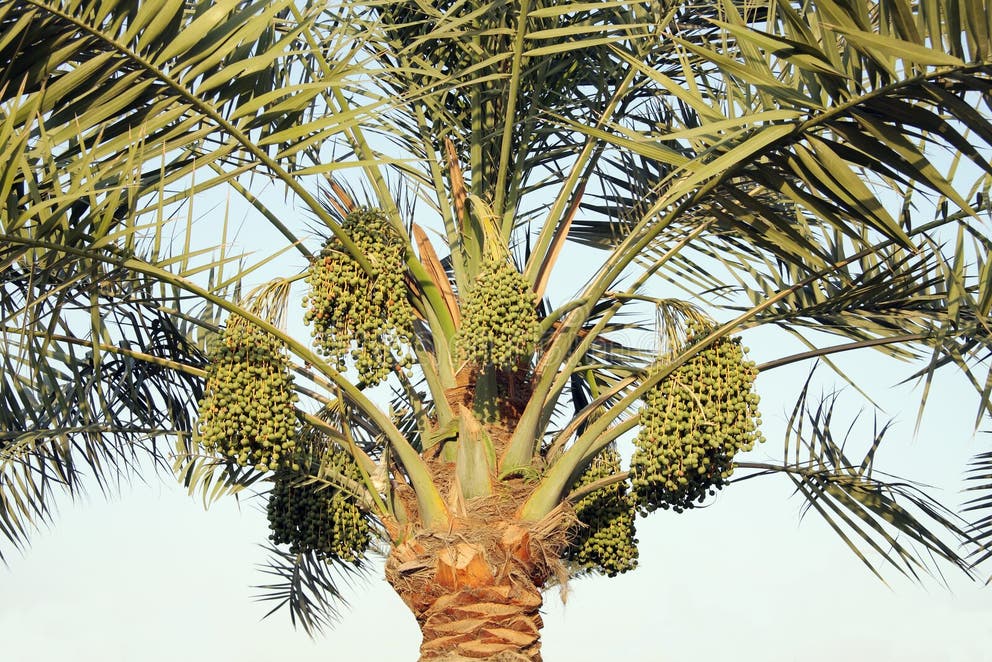 Palma Datilera Y Fechas Verdes Imagen de archivo - Imagen de fibroso ...