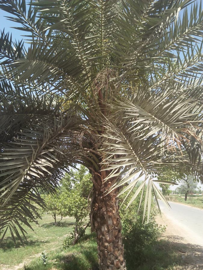 PALMA DATILERA Y X28; PHOENIX DACTYLIFERA& X29; Imagen de archivo ...