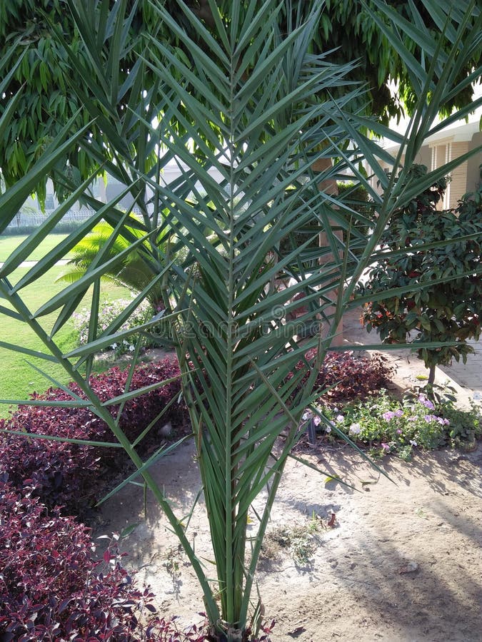 PALMA DATILERA Y X28; PHOENIX DECTYLIFERA& X29; Foto de archivo ...