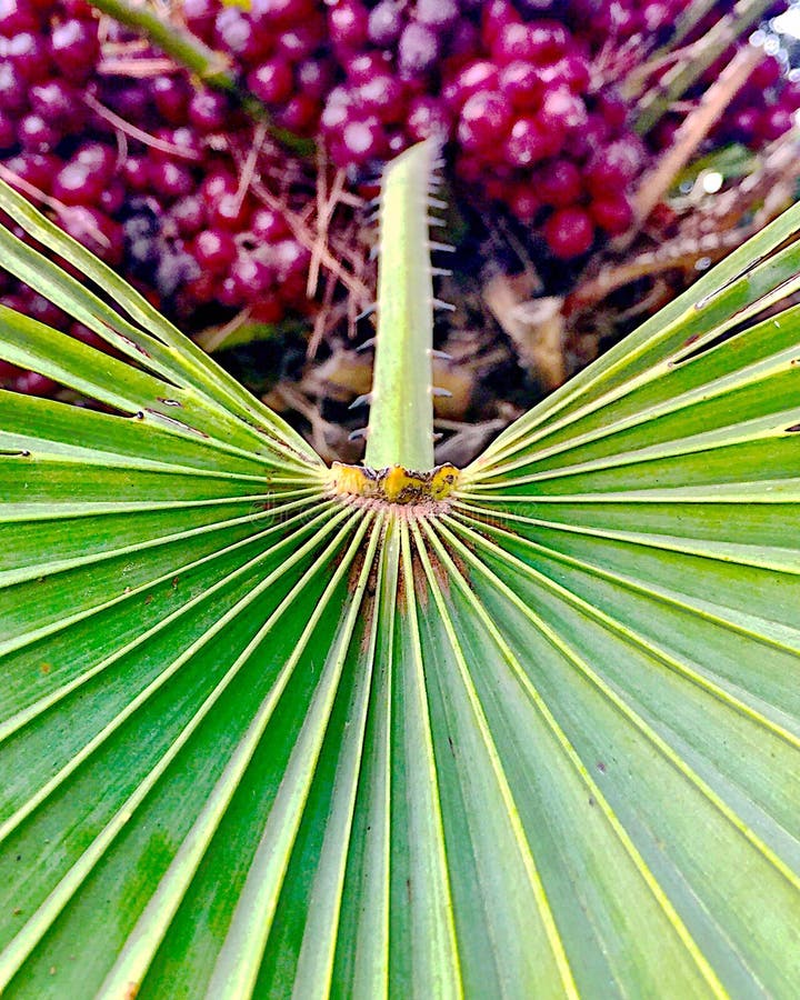Hojas de la palma del acai imagen de archivo. Imagen de palma - 12377801