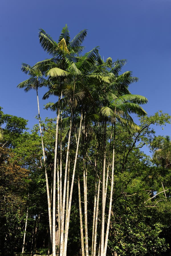 Palma De Acai Contra El Cielo Azul Imagen de archivo - Imagen de hoja ...