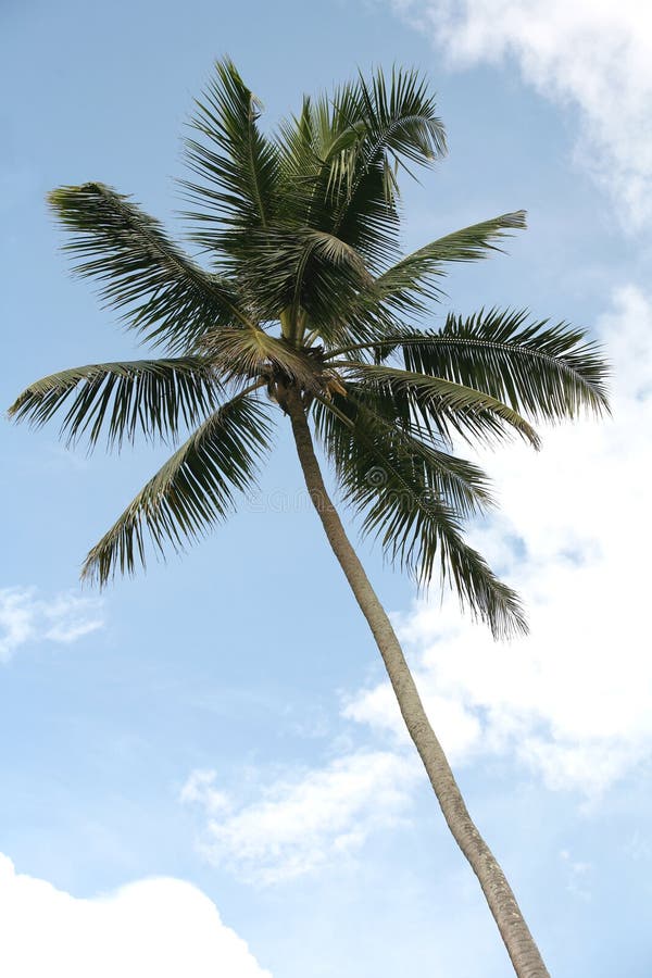 Palma de coco imagen de archivo. Imagen de verde, hoja - 370479
