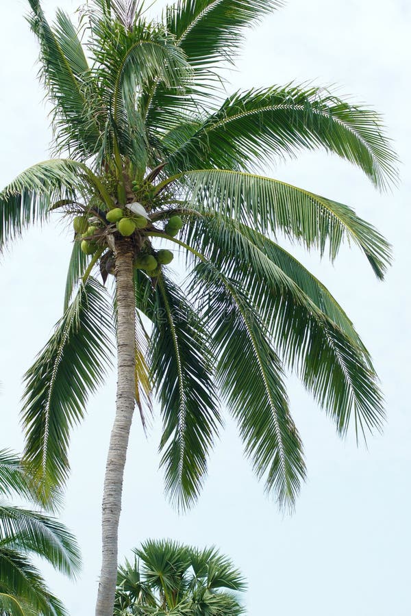 37,683 Fruta De La Palma Y Del Coco Fotos de stock - Fotos libres de regalías de Dreamstime