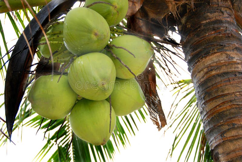 Palma de coco (coco) foto de archivo. Imagen de vacaciones - 28927820