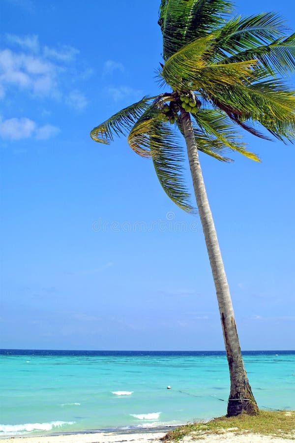 Palmera De Coco En La Playa Foto de archivo - Imagen de golfo ...