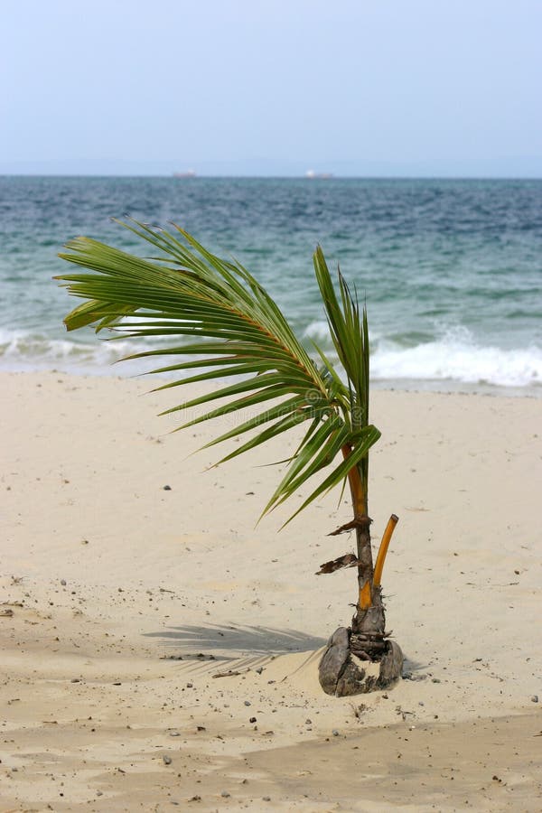 Palma de coco joven foto de archivo. Imagen de travieso - 421764
