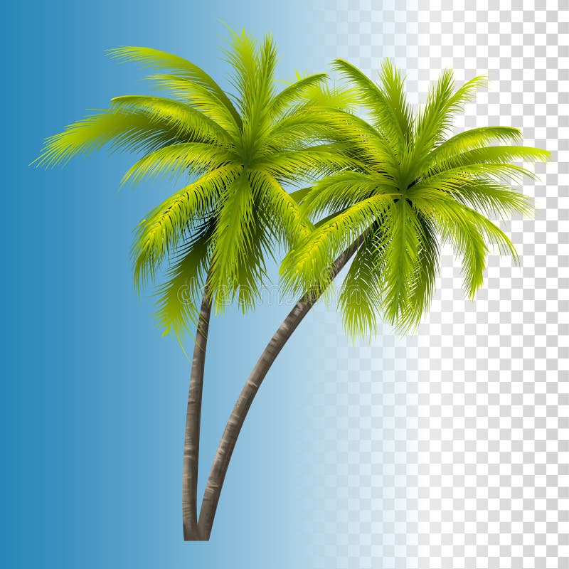 Palma de coco verde ilustración del vector. Ilustración de coco - 99002688