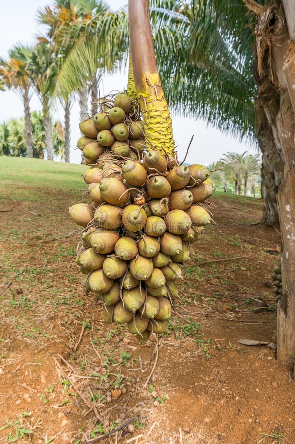 Palma De Cohune U Orbignya Cohune Foto de archivo - Imagen de bosque ...