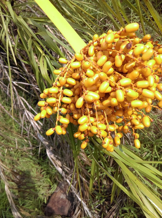 1,682 Datil Fotos de stock - Fotos libres de regalías de Dreamstime