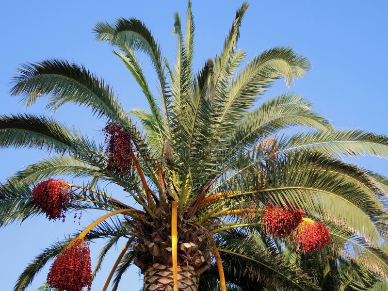 Palma de data com frutos foto de stock. Imagem de planta - 100001306