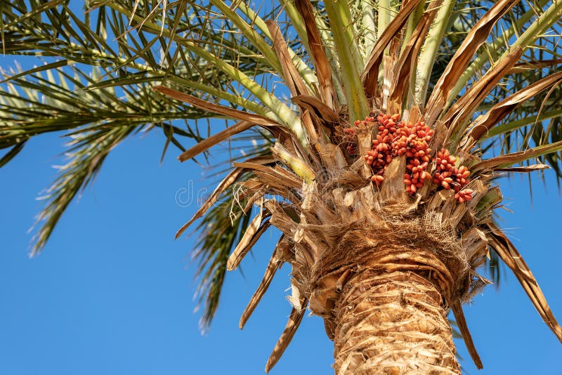 Palma De Data Com Frutos E Folhas Imagem de Stock - Imagem de baga ...