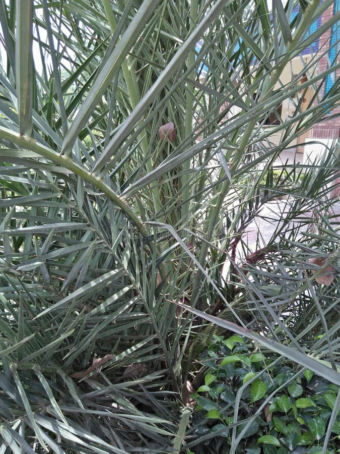 PALMA DE DATA; PHOENIX DECTYLIFERA Imagem de Stock - Imagem de lugar ...