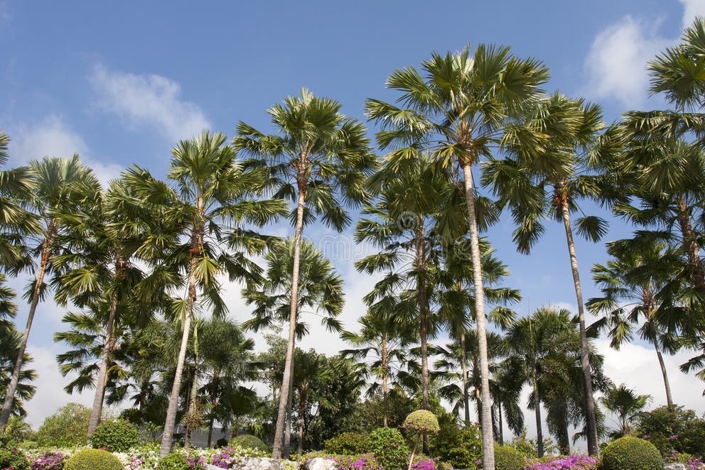 Palma De Java O Rotudifolia Del Livistona Imagen de archivo - Imagen de ...