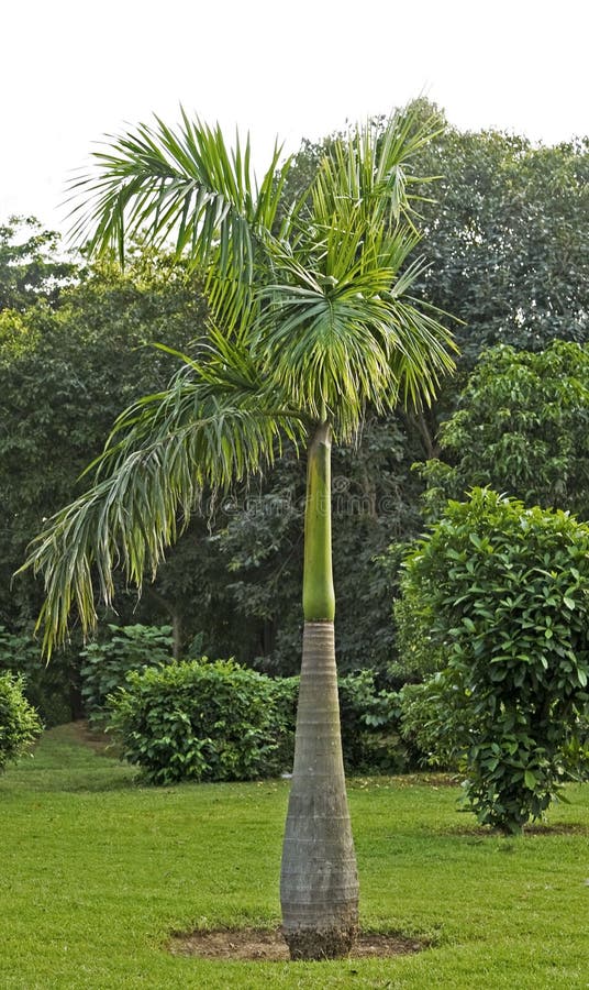 Palma De La Botella En El Parque De Delhi Foto de archivo - Imagen de ...