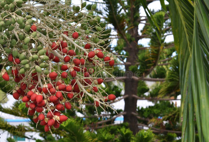Chontaduro (gasipaes De Bactris) Imagen de archivo - Imagen de tropical ...