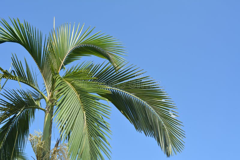 Folhas De Palmeira De Macarthur Ou Macarthurii De Ptychosperma, Folha ...
