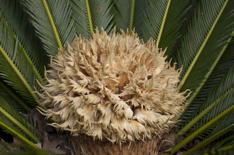 Palma de sagu foto de stock. Imagem de orgânico, sagu - 55737624