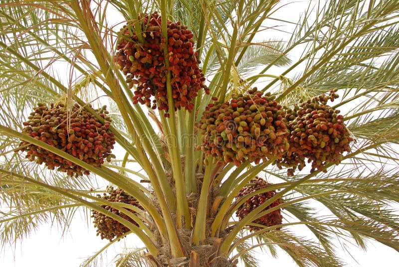 Fruta da tâmara foto de stock. Imagem de grupo, rico, fazenda - 5459904