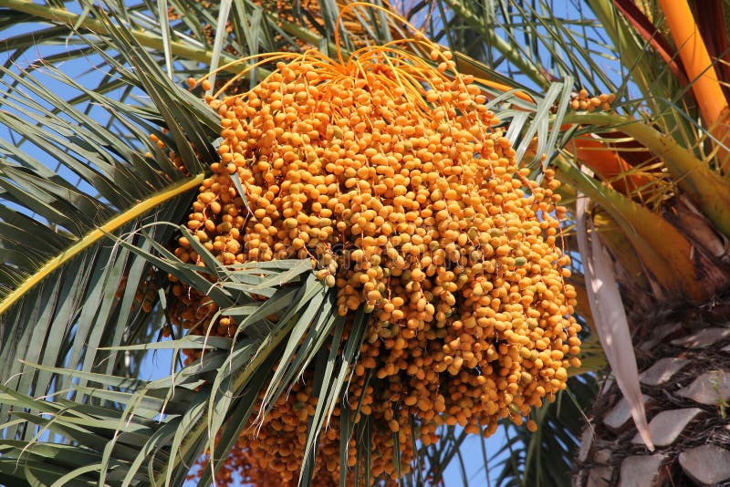 Palma De Tâmara (Phoenix Dactylifera) Imagem de Stock - Imagem de fruta ...