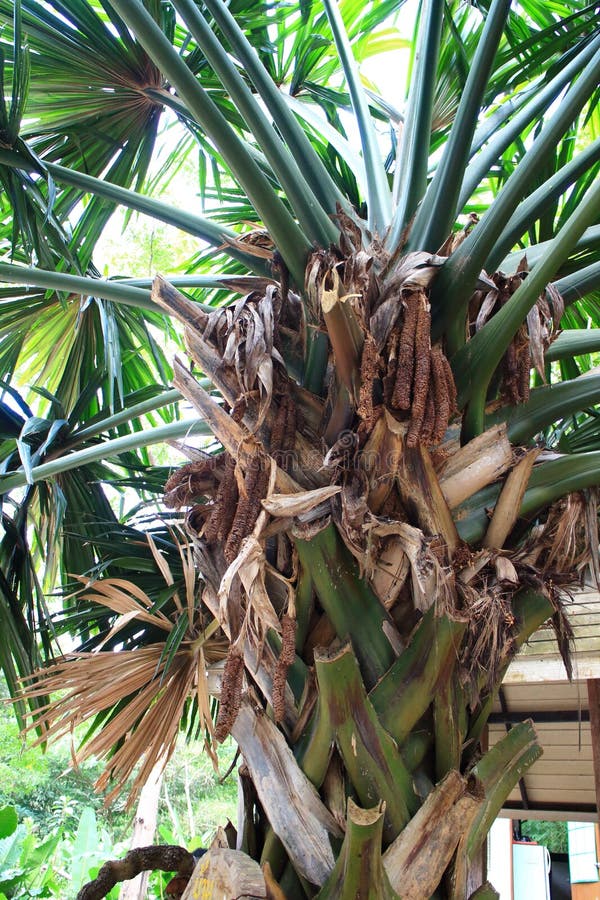Palma de Talipot imagen de archivo. Imagen de naturalness - 57404779
