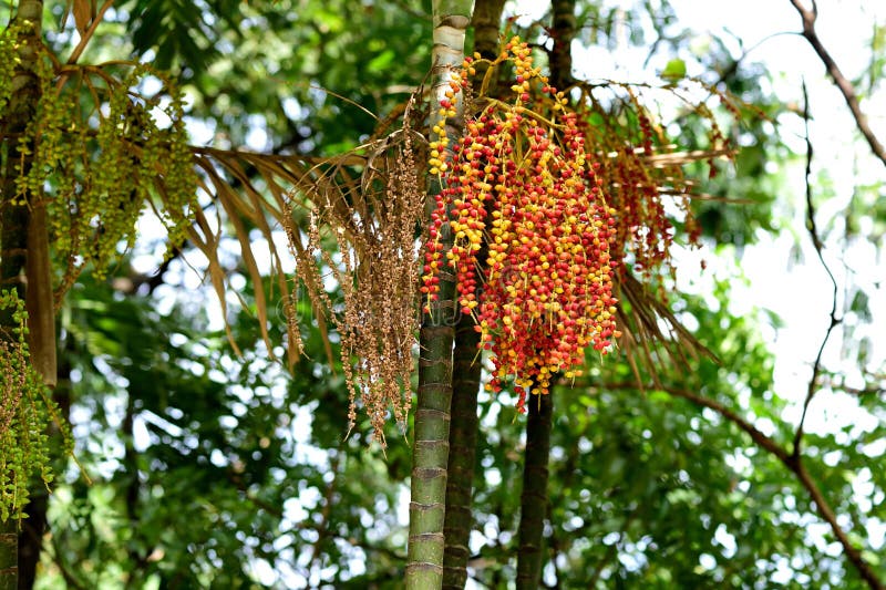 Palma del macarthur foto de archivo. Imagen de botánico - 89674508