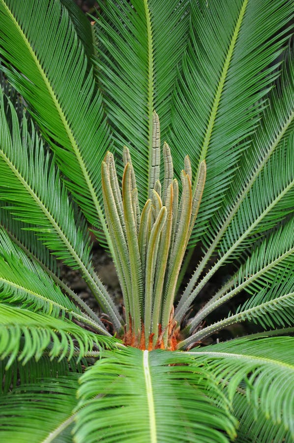 Palma do Cycad (Cycas) foto de stock. Imagem de sagu - 28643346