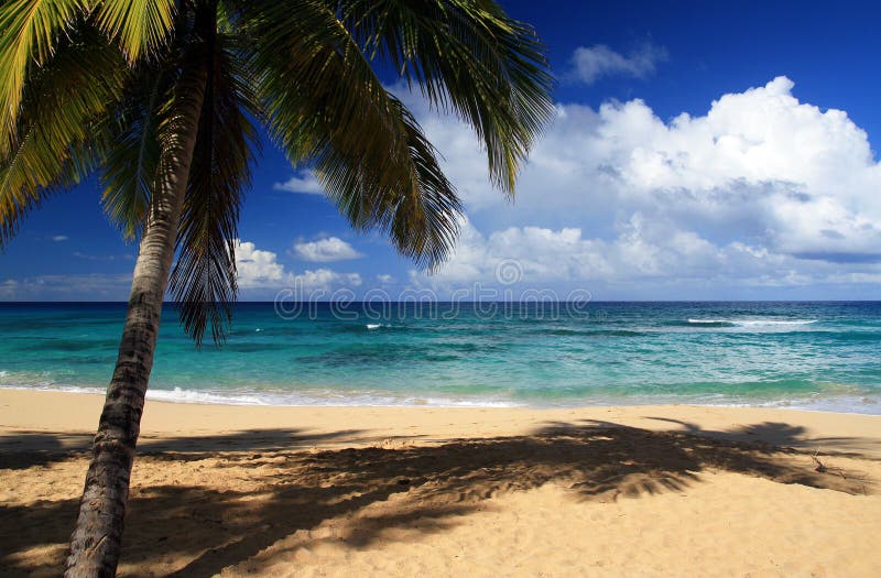 Palma En La Playa Del Caribe Hermosa Foto de archivo - Imagen de ...