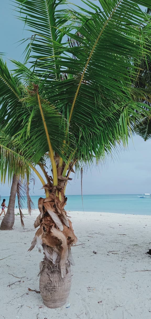 Palma island Ocean stock image. Image of palma, ocean - 219051833