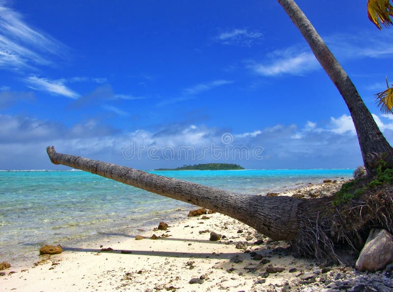 Palmera Muerta, Símbolo De La Salud Y Vida Imagen de archivo - Imagen ...