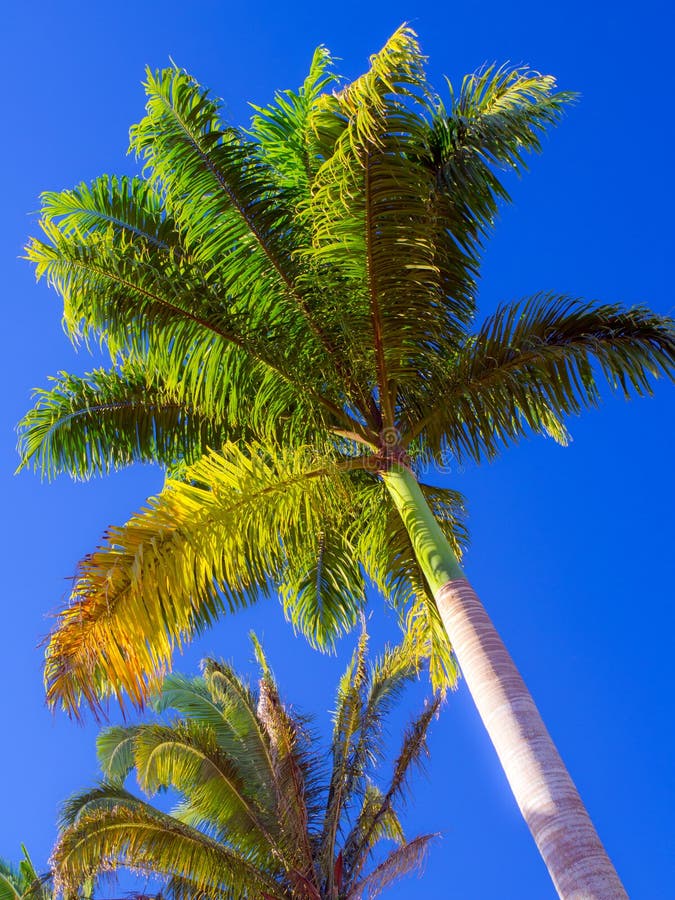 Palmera Real, árbol Nacional Cubano Foto de archivo - Imagen de árbol ...