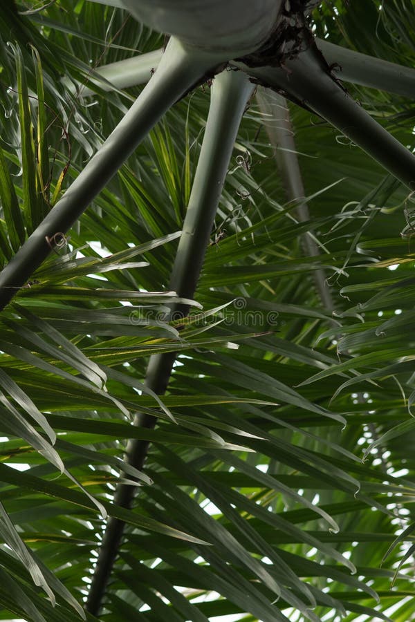 Palmeras Reales Cubanas Plantadas a Lo Largo De Un Camino Rural Foto de ...