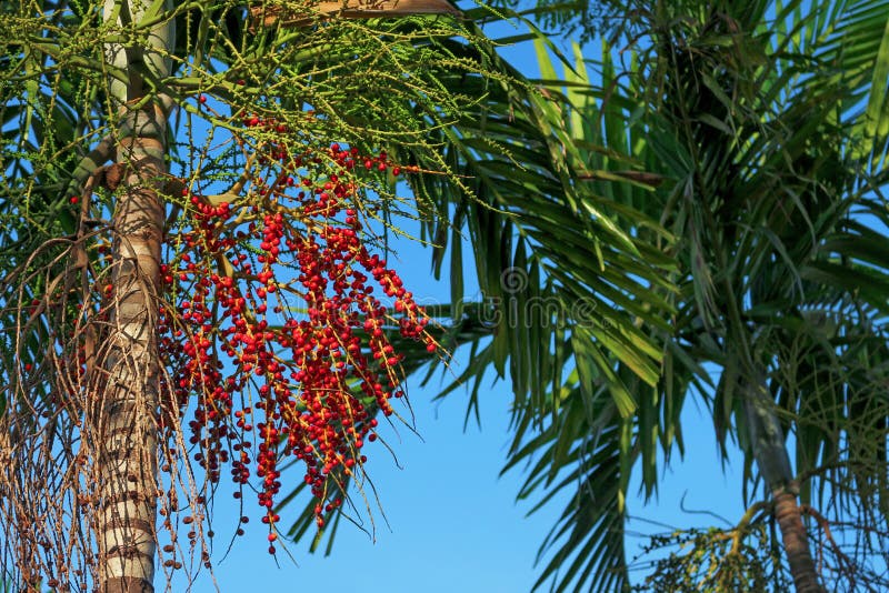 Palma real cubana imagen de archivo. Imagen de tropical - 89661715