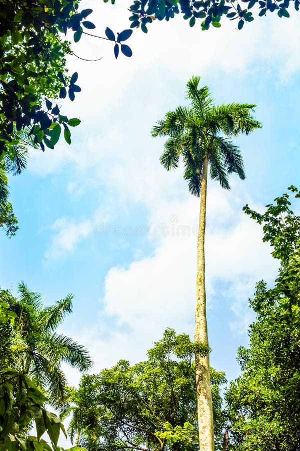 Palma Real En El Campo Cubano Foto de archivo - Imagen de palma, azul ...