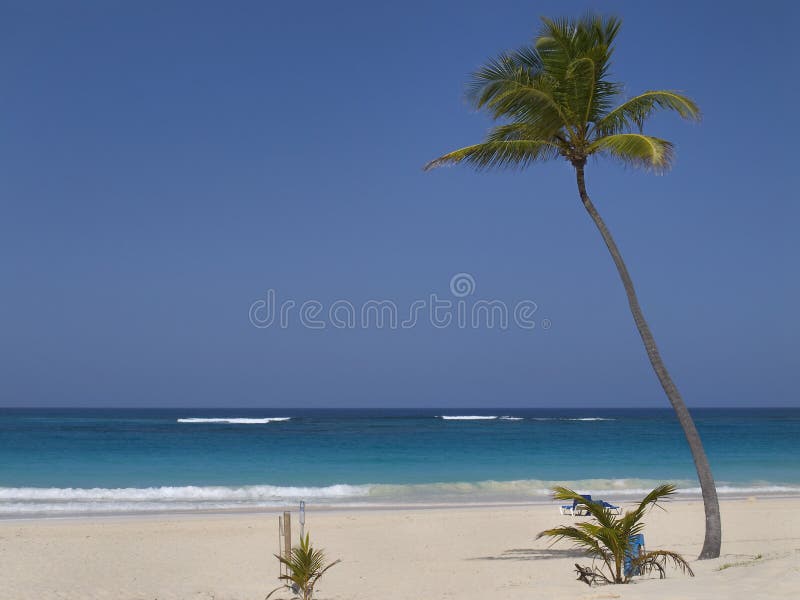 Palma solo imagen de archivo. Imagen de resaca, calor - 35348813