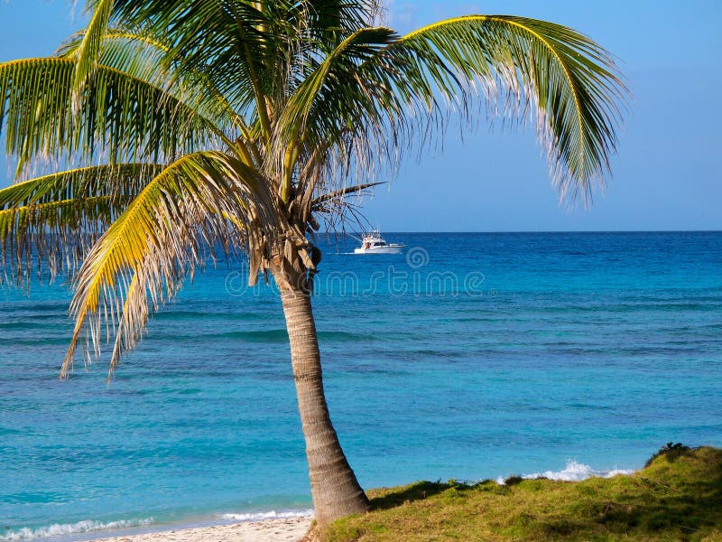 Spiaggia E Palme, Dominica, Isole Dei Caraibi Immagine Stock - Immagine ...