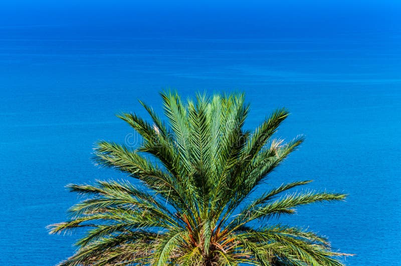 Palma stock image. Image of vegetation, blue, beachnn - 56461143