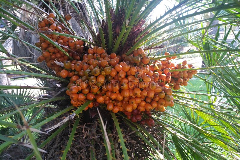 Palma stock image. Image of palma, tree, flower, mallorca - 139610097